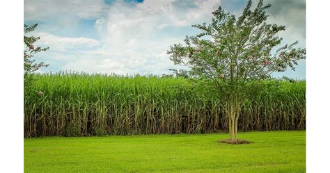 Откриха руини от първата плантация използваща роби на остров Сао Томе