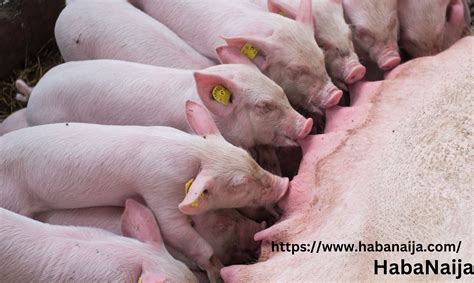 How To Start A Lucrative Pig Farming Business In Nigeria Haba Naija