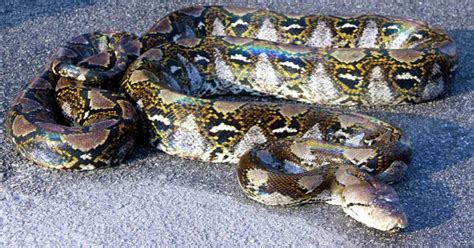 Python Swallows Woman Whole In Indonesia New Straits Times