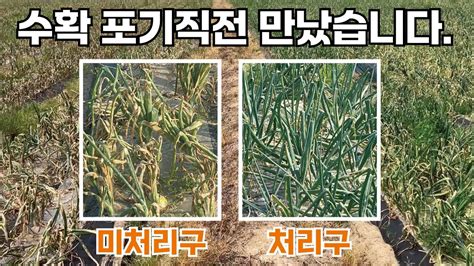 함평 양파농사2탄｜5일만에 병이 멈췄어요 고사 직전까지 갔던 양파에서 파란잎이 올라오고 있습니다 Youtube