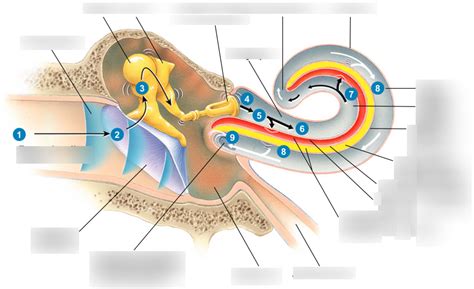 Events Of Auditory Receptors Diagram Quizlet