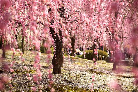 Annas Japanese 101 Blog さくら さくら