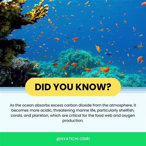 Nyatichi Osiri On Linkedin Did You Know Ocean Acidification As The