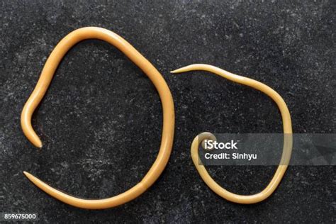 Ascariasis Adalah Penyakit Yang Disebabkan Oleh Cacing Gelang Parasit