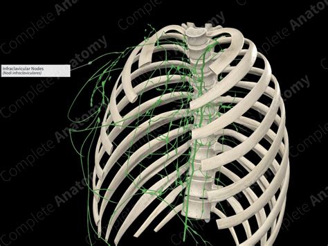 Infraclavicular Nodes Complete Anatomy