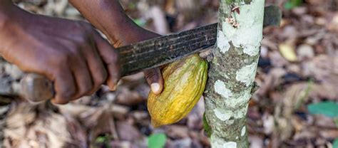 Better Cocoa Better Lives Rural 21 The International Journal For