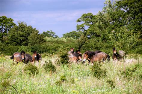 Guest Blog What We Do At Knepp By Charlie Burrell Mark Avery