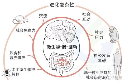 最新研究速递 微生物群和社会行为 知乎