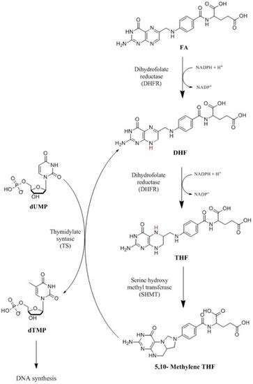Molecules Free Full Text Dhfr Inhibitors Reading The Past For
