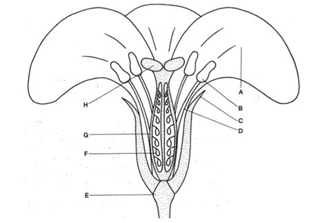 Diagram Of Flowering Plant Quizlet