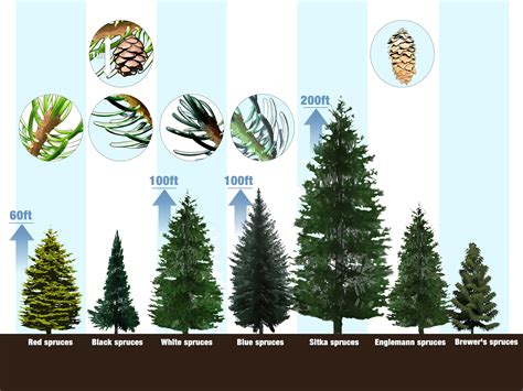 How To Identify Spruce Trees Blue Spruce Tree Types Of Evergreen Trees Tree Identification
