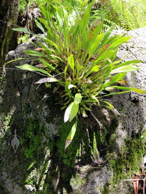Aboutorchids Blog Archive Orchids On The Rocks