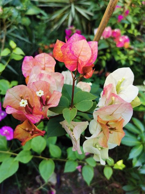 𝑩𝒐𝒖𝒈𝒂𝒊𝒏𝒗𝒊𝒍𝒍𝒆𝒂 Chitra | Bougainvillea, Botanical beauty, Flowers