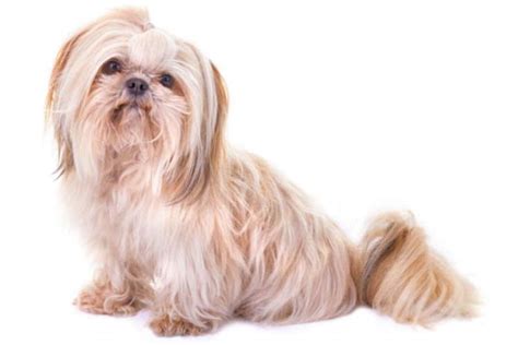 Shih Tzu Vs Lhasa Apso Simple Way To Tell Them Apart