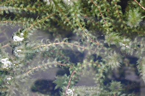 Elodea Spp In Alexander Lake Alaska June 2016 Source Heather