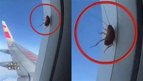 The Unlikely Travel Companion Cockroach Clings To Window For 3 Hour