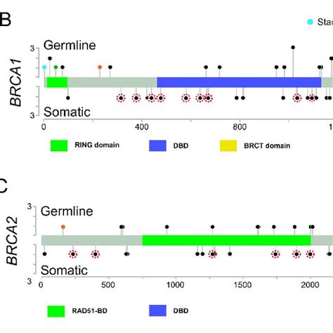 Landscape Of The Pathogenic Brca1 And Brca2 Alterations Detected A