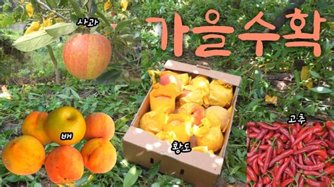 꿈꾸는 전원생활 가을 수확 마무리 황도🍑 배🍐 사과🍎 따서 맛보기 고추🌶️따기 가지🍆 따기토마토🍅 따기 Youtube