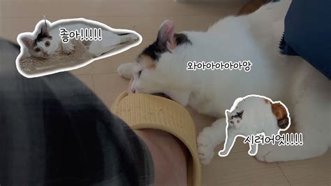 내 발을 좋아하는 고양이 Youtube