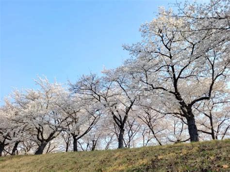 현재 벚꽂 개화상태~ 서울숲 벚꽃 석촌호수 벚꽃축제 성내천 벚꽃 서울 올림픽공원 벚꽃터널 이번주말 여행지로 추천 네이버 블로그