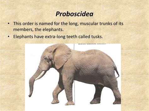 Ppt 183 Diversity Of Mammals Powerpoint Presentation Free Download