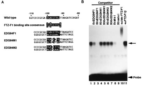 A Nucleotide Sequence Around The Ftz F1 Binding Site Located 100 Bp Download Scientific