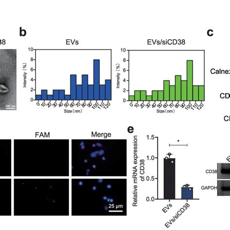 Characterization Of Evs Sicd38 A Tem Observation Of The Morphology Of