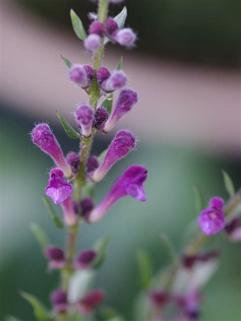 Scutellaria Rupestris Beth Chattos Plants And Gardens Scutellaria Rupestris Beth Chattos Plants And Gardens