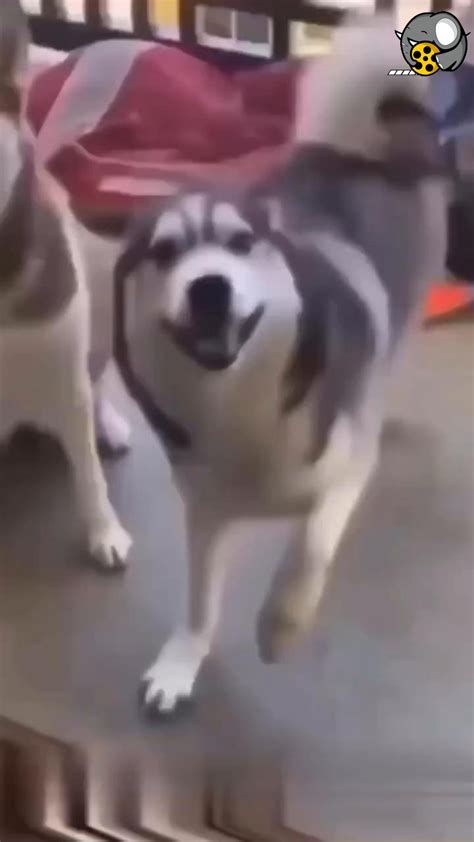 رقصیدن جالب سگ هاسکی فیلو