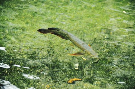 Premium Photo Lizard On Water