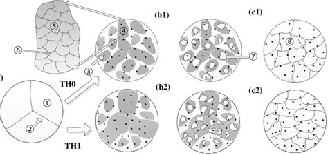 Schematic Illustration Of The Evolution Of The Microstructure With