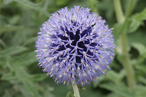 Top 60 자주색 보라색 차이 Update Trang Chủ