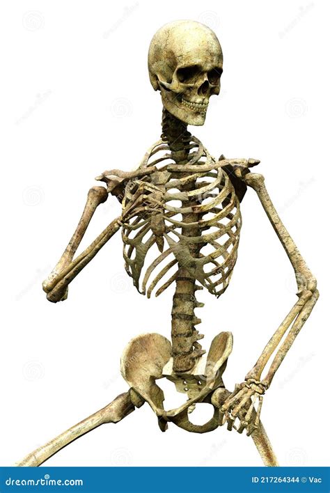 3d Rendering Human Skeleton On White Stock Illustration Illustration Of Medicine Human 217264344