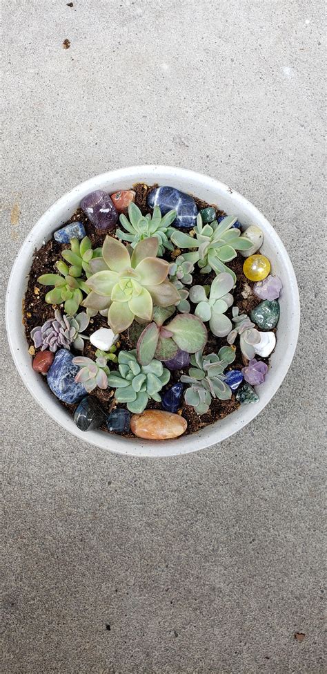 Will This Polka Dot Begonia Propagate Proplifting