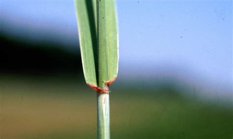 How Do You Kill Quack Grass Without Killing Grass Obsessed Lawn And Garden