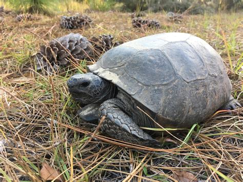 Gopher Tortoise Preserve Enhancement At Eisenhower Elementary School Wgi Gopher Tortoise Preserve Enhancement At Eisenhower Elementary School Wgi