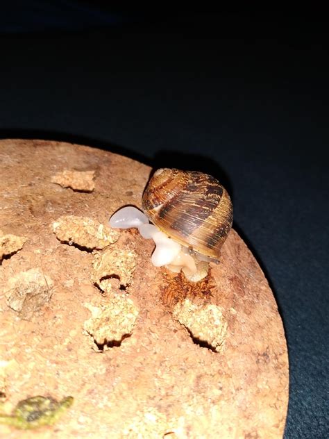 Posted This Morning W Snails Sex Organs Were Stuck At Half This Size