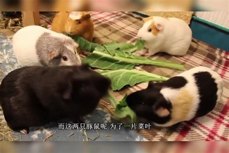 6只豚鼠同时进食场面欢乐这么可爱的萌宠你肯定第一次见 场面 豚鼠