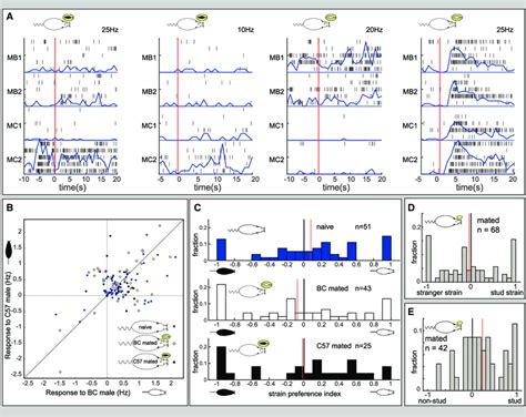Response Strength To Male Stimuli In Naive And Mated Females A