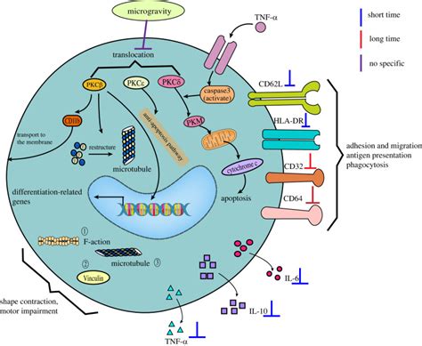 Microgravity And Immune Cells Pmc