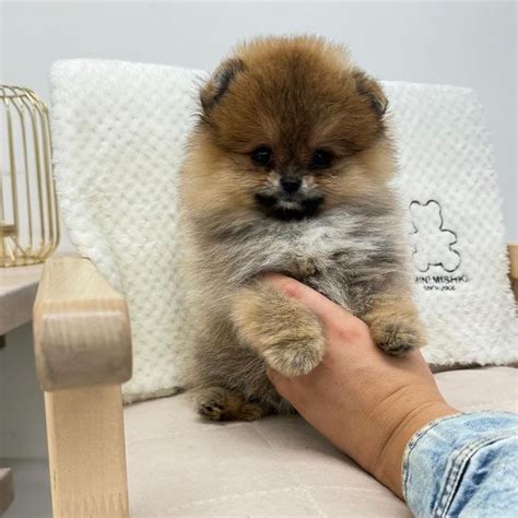 Chiots Spitz Nain Disponible Joomil Ch