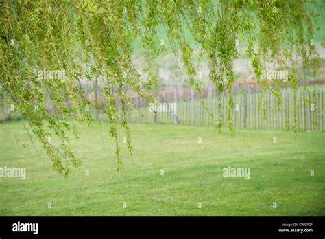 Tree With Fence In A Field Stock Photo Alamy