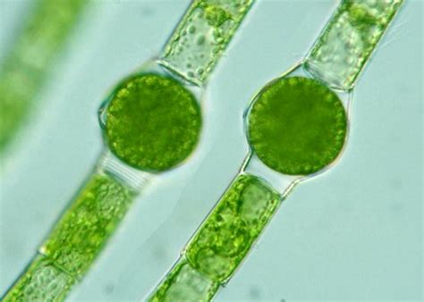 Oedogonium Algae