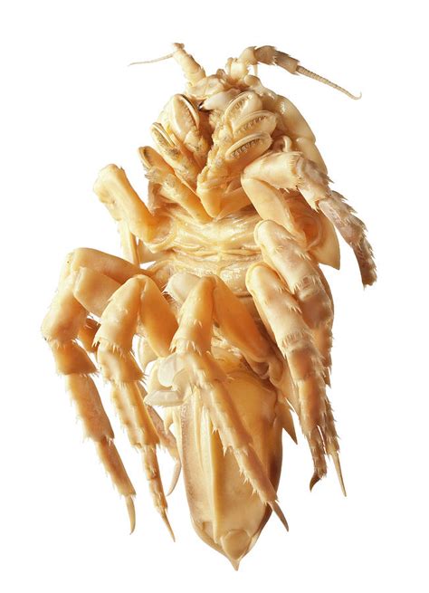 Marine Louse Photograph By Natural History Museum Londonscience Photo Library Fine Art America