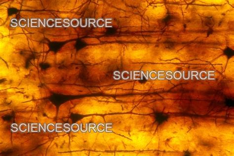 Cerebral Cortex Pyramidal Cells Light Stock Image Science Source