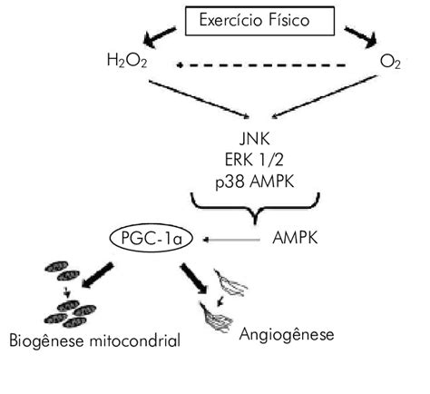 Via De Sinalização Envolvida Na Ativação De Mapk E Pgc 1α Induzida Download Scientific Diagram