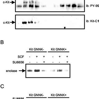 Schematic Outline Of The Architecture Of C Kit The Extracellular Part Download Scientific