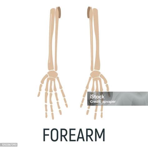 手臂手骨x射線概念圖示龍根人體圖像分離在白色平面向量圖人類有機體的骨骼部分向量圖形及更多x 光眼鏡圖片 X 光眼鏡 X光機 X光照相師