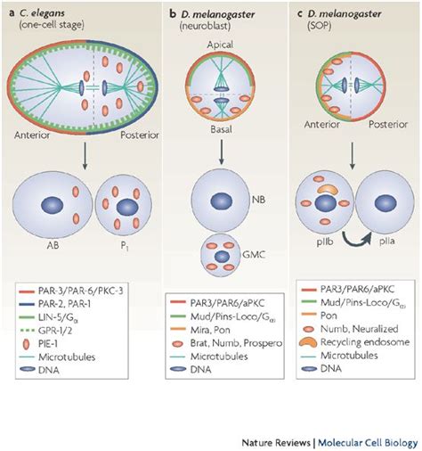 41 Best Cell Polarity Images On Pinterest Growth Factor Info