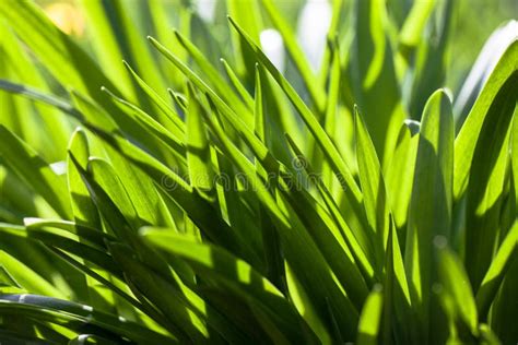 Below The Grass Stock Image Image Of Garden Delicate 58520173